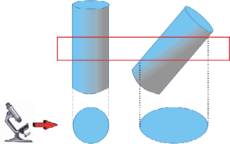 1-14 Basic concepts – HISTOLOGY – MOL – MICROSCOPY ON LINE. INTERACTIVE ...