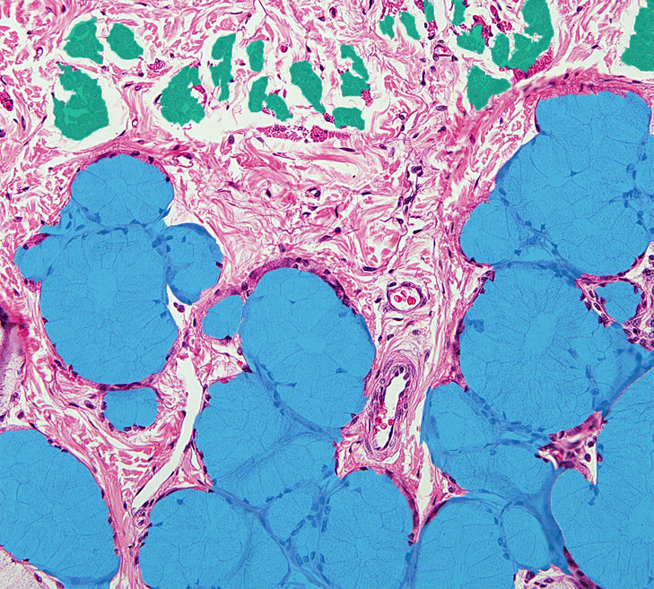 16-5 Digestive tract – HISTOLOGY. MOL – MICROSCOPY ONLINE. INTERACTIVE ...