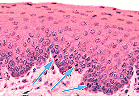 2-21 Covering epithelia – HISTOLOGY – MOL – MICROSCOPY ON LINE ...