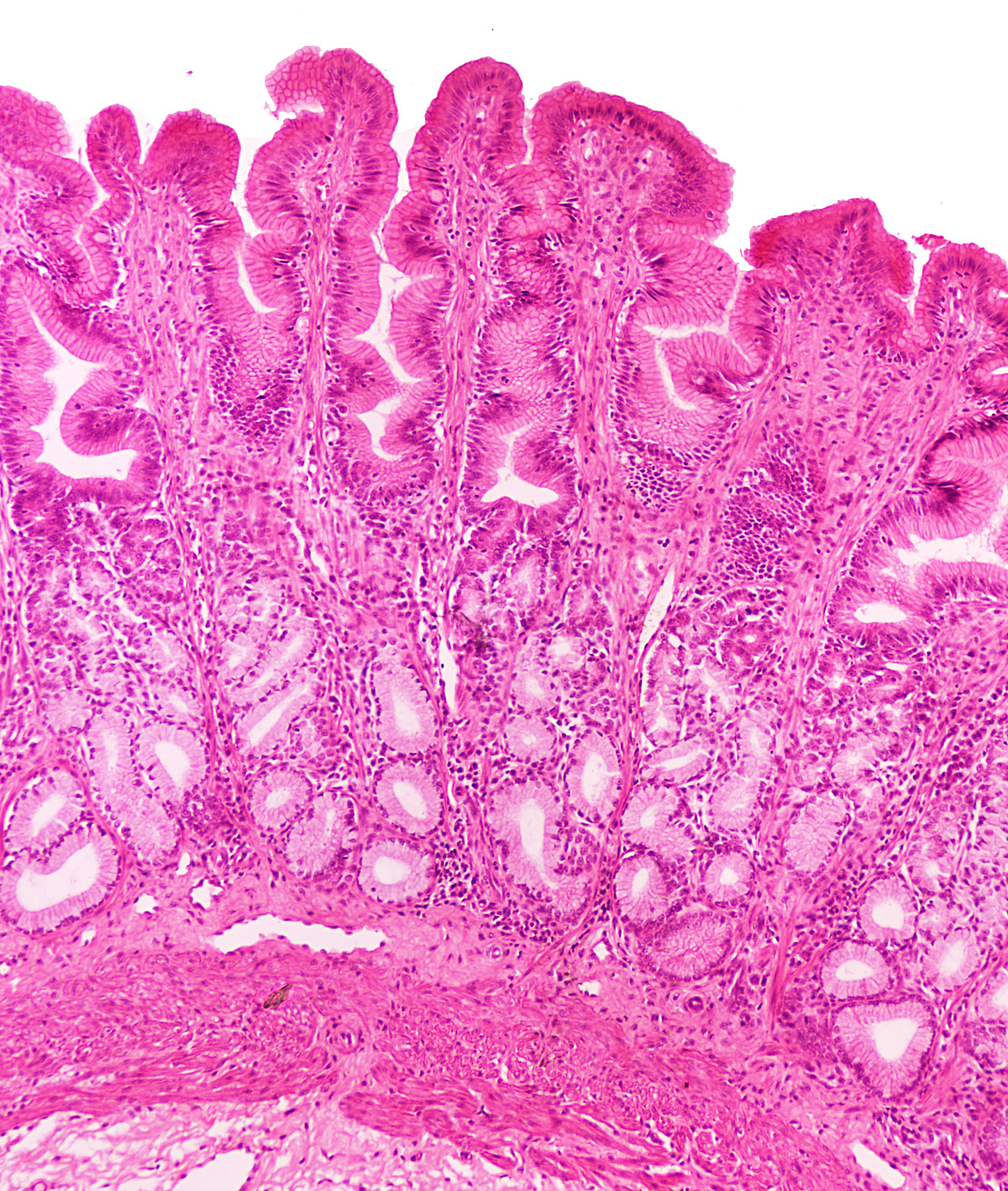 1-teste-11×13 – HISTOLOGY – MOL – MICROSCOPY ON LINE. INTERACTIVE HISTOLOGY